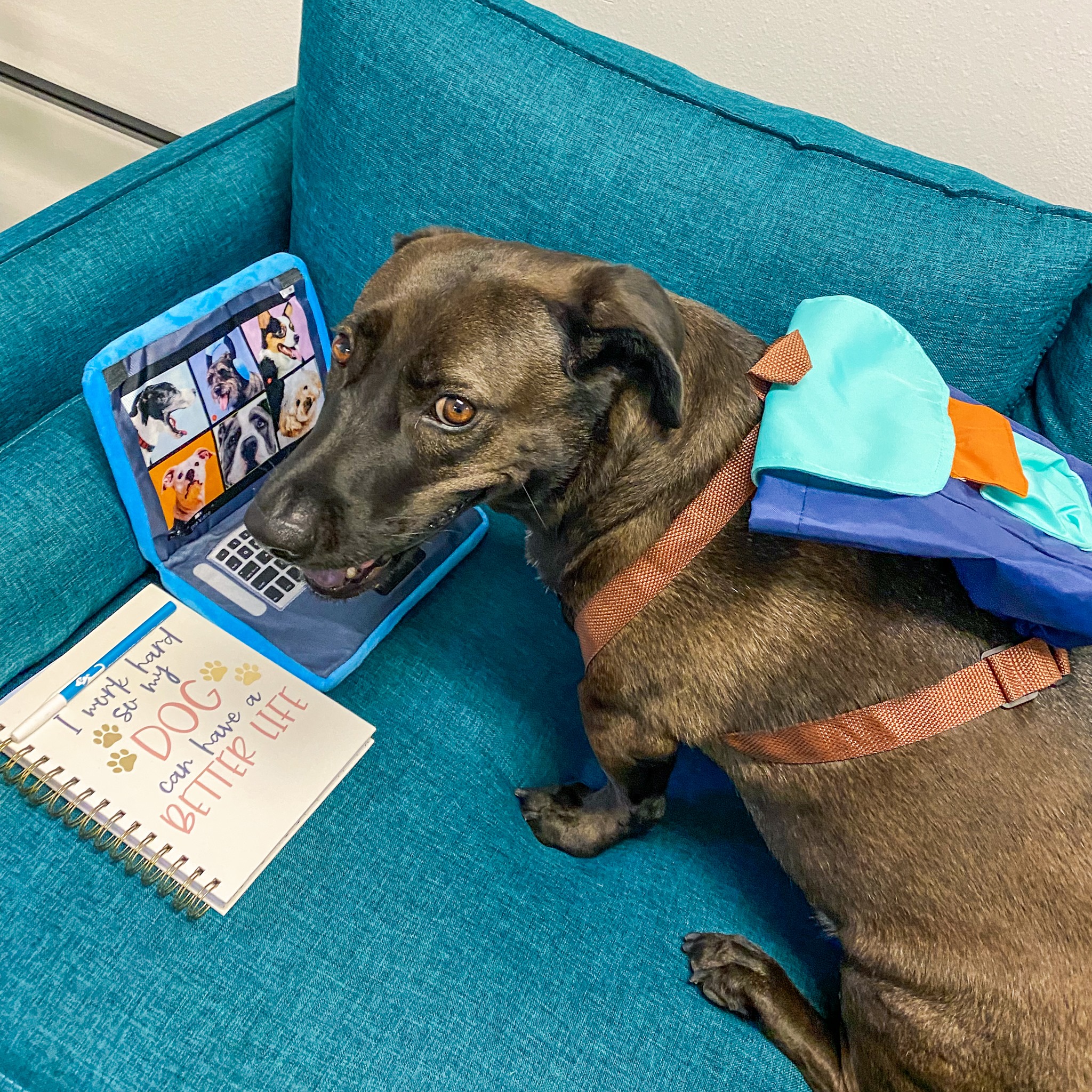 Sheppard Law Louisiana Emotional Support Dog Laws Sheppard Law Louisiana Emotional Support Dog Laws